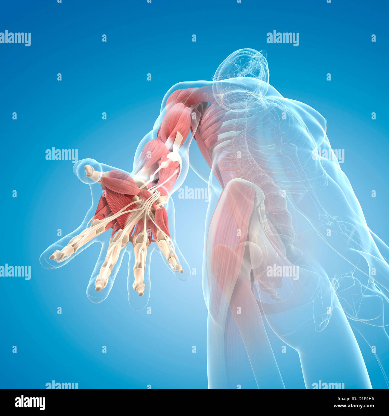 Hand muscles, artwork Stock Photo - Alamy