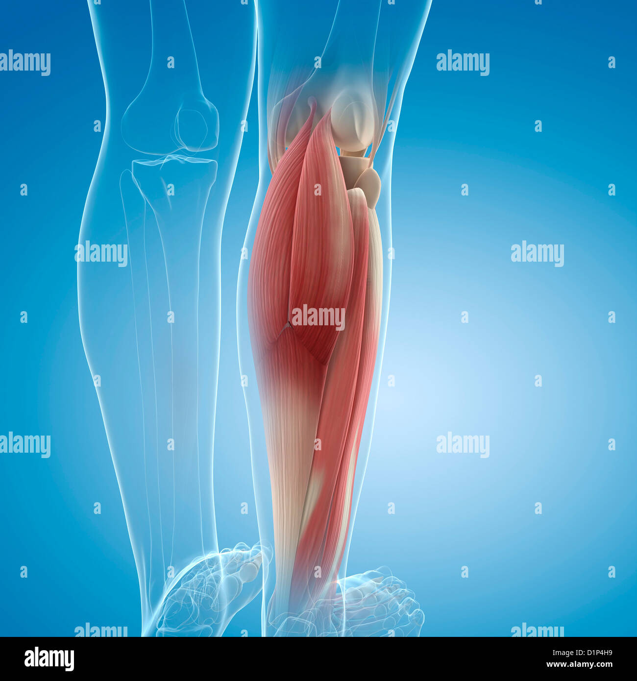 Lower Leg Anatomy High Resolution Stock Photography and Images - Alamy