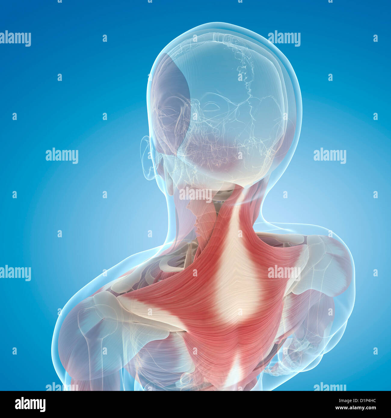 Human Back Muscles Stock Photos & Human Back Muscles Stock Images - Alamy