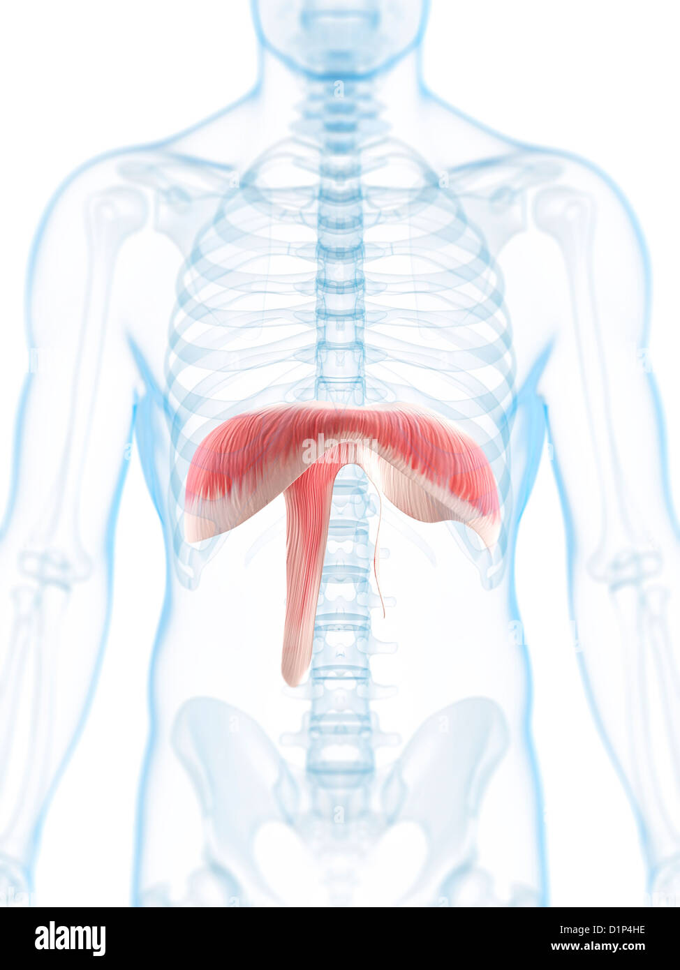 Diaphragm High Resolution Stock Photography and Images - Alamy