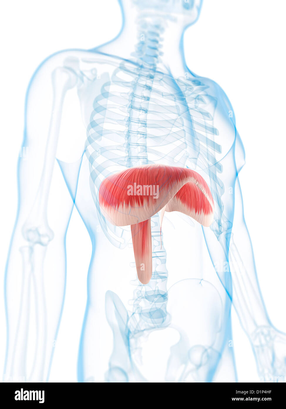 Diaphragm muscle hi-res stock photography and images - Alamy