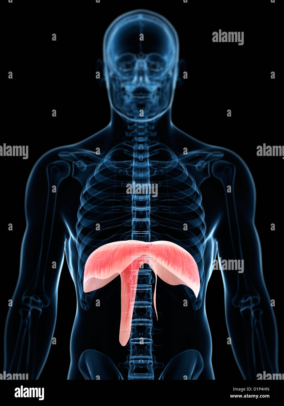 Diaphragm muscle hi-res stock photography and images - Alamy