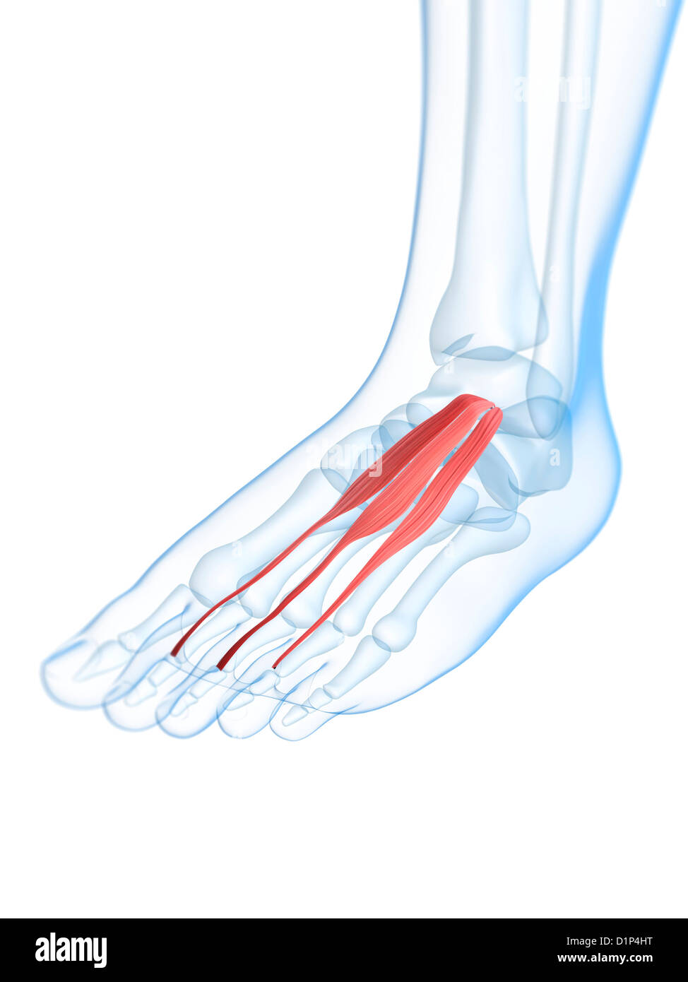 Extensor digitorum brevis muscle hi-res stock photography and images ...