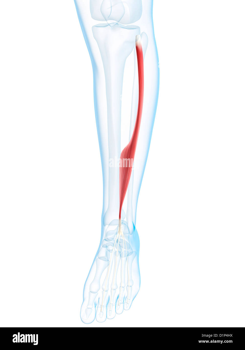 Lower leg anatomy Cut Out Stock Images & Pictures - Alamy