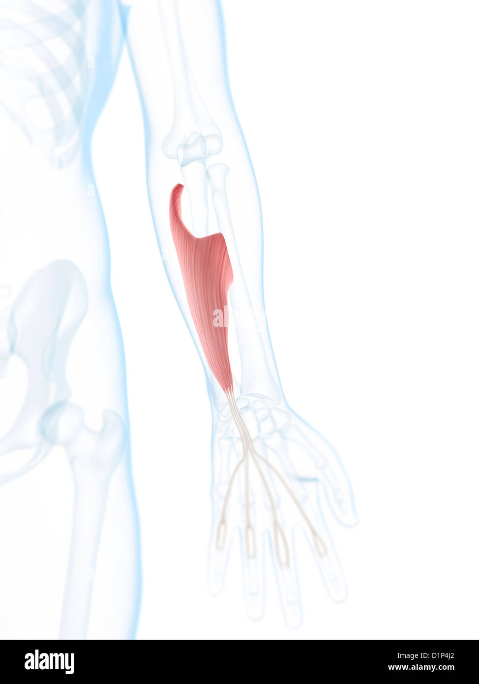 Lower arm muscle, artwork Stock Photo - Alamy