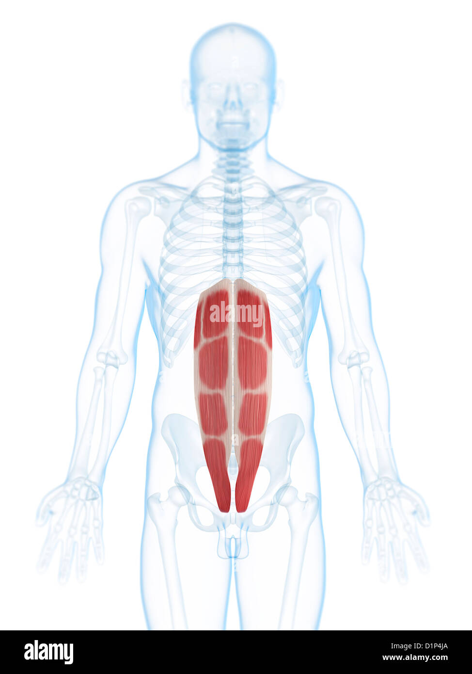 Abdominal muscles, artwork Stock Photo - Alamy