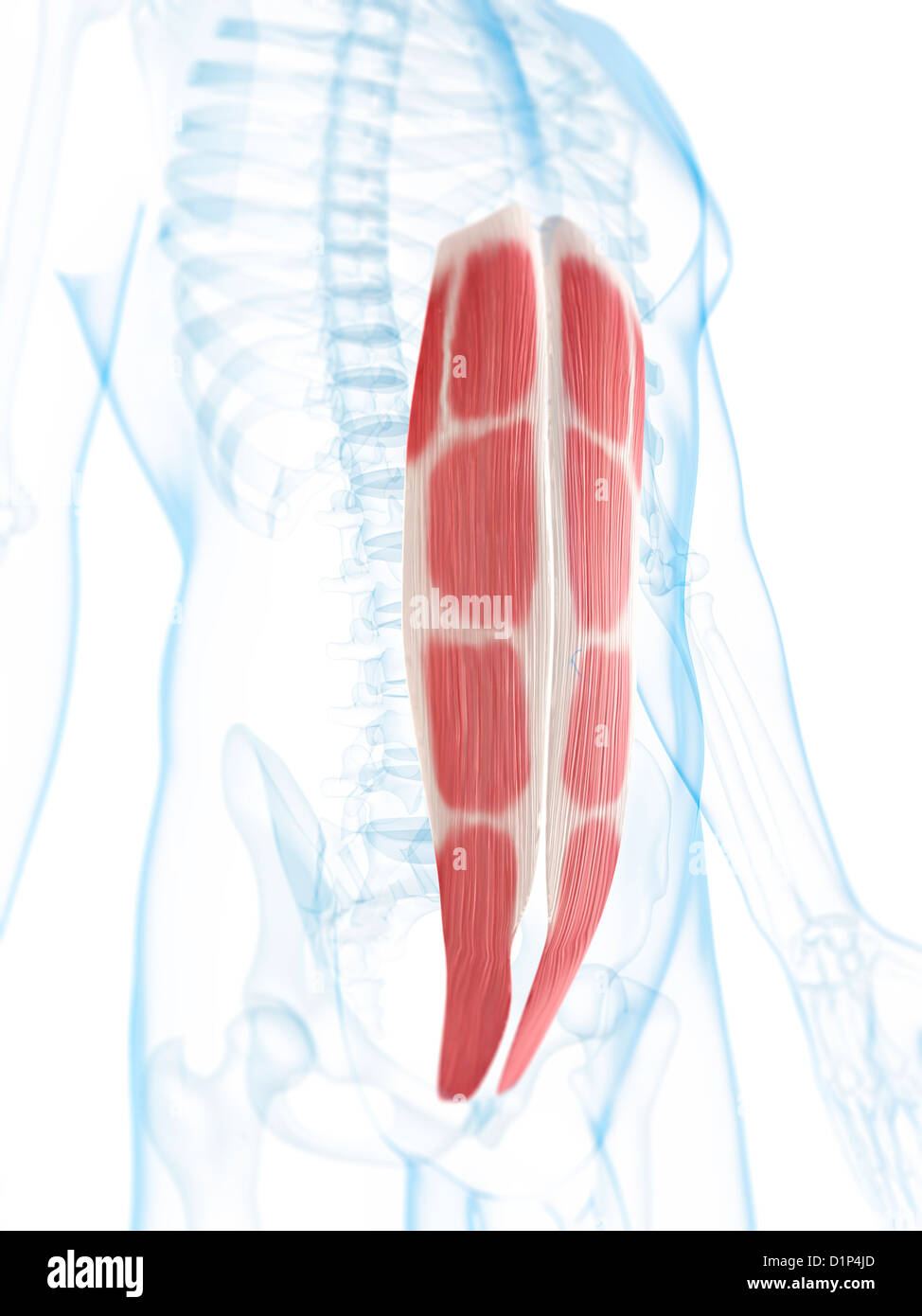 Abdominal muscles, artwork Stock Photo - Alamy