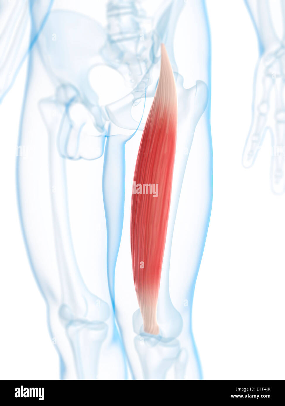 Thigh muscle hi-res stock photography and images - Alamy