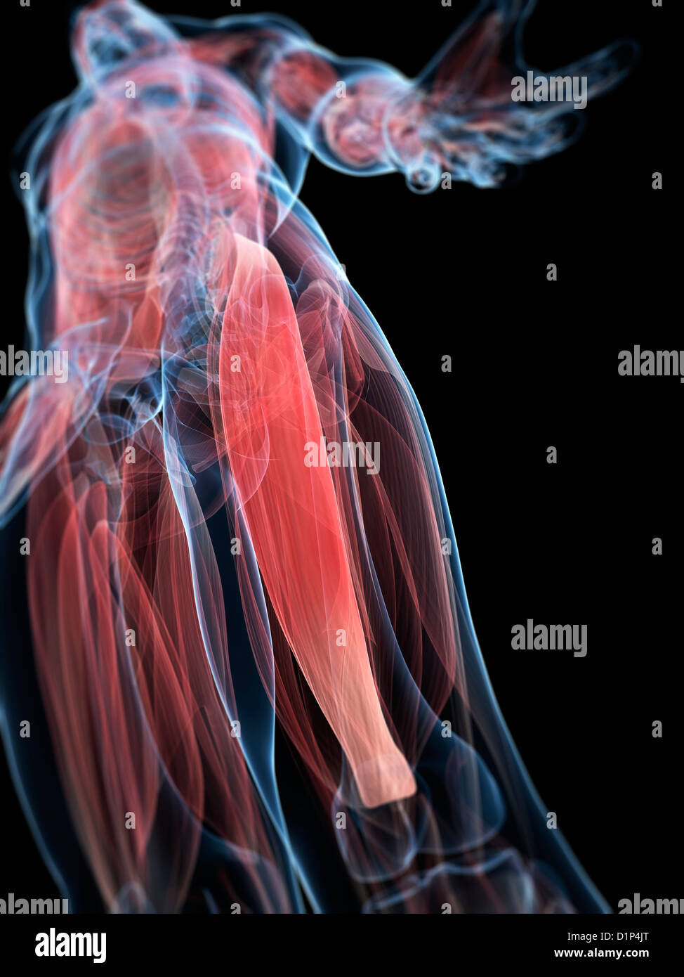 Thigh muscle hi-res stock photography and images - Alamy