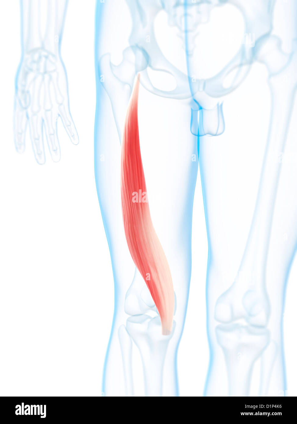 Thigh muscle hi-res stock photography and images - Alamy