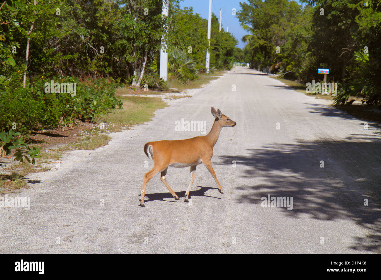 Florida Florida Keys,No Name Key,key deer,endangered,female,crossing ...