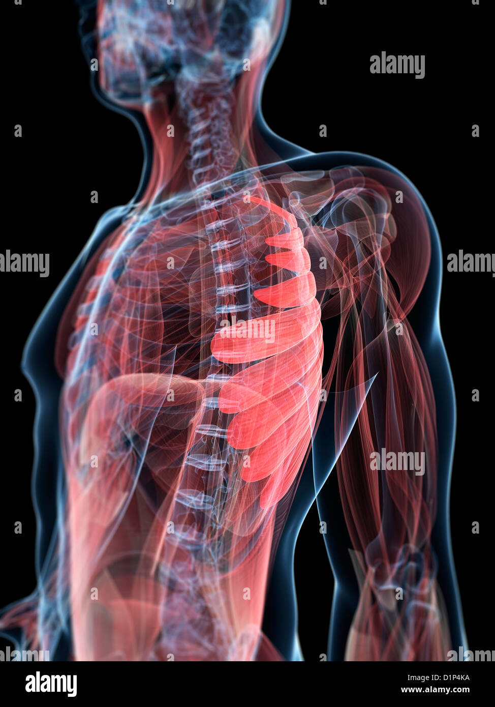 Anterior chest hi-res stock photography and images - Alamy