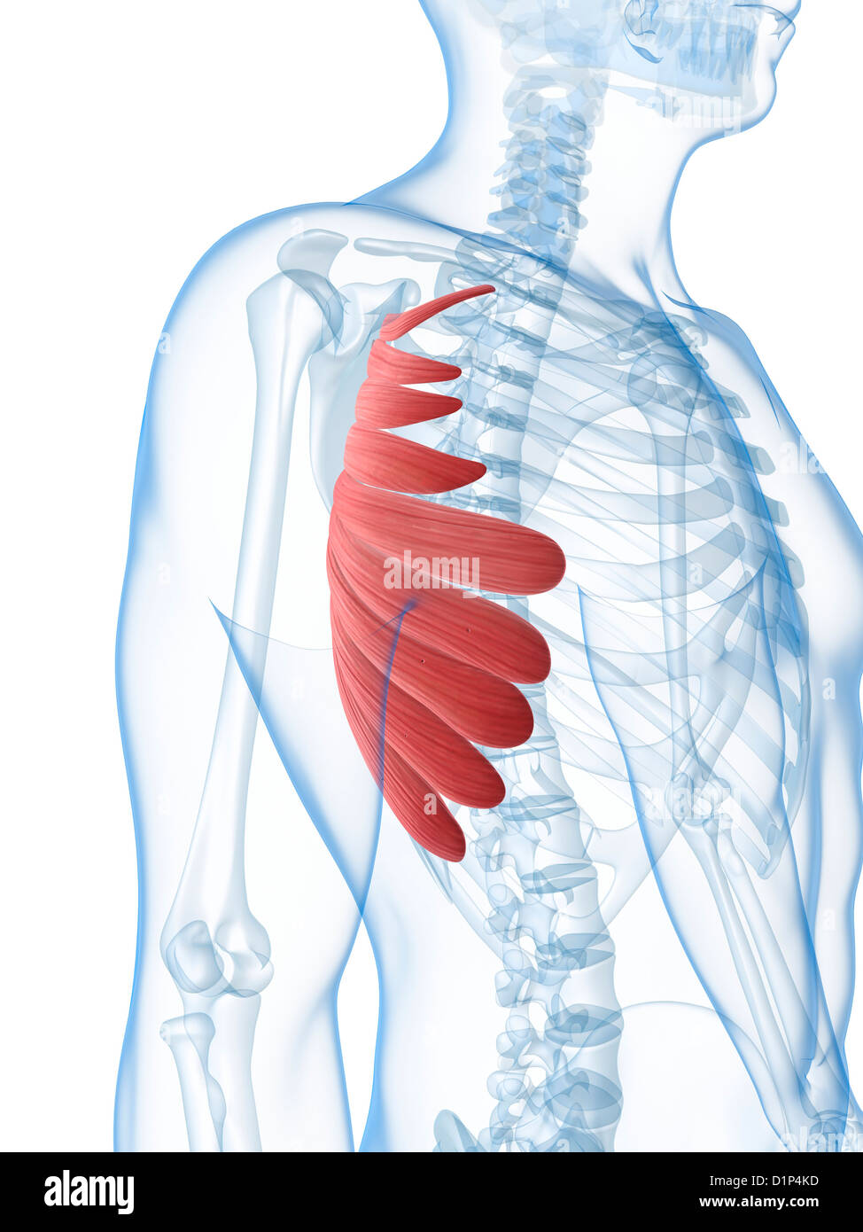 Chest musculature hi-res stock photography and images - Alamy