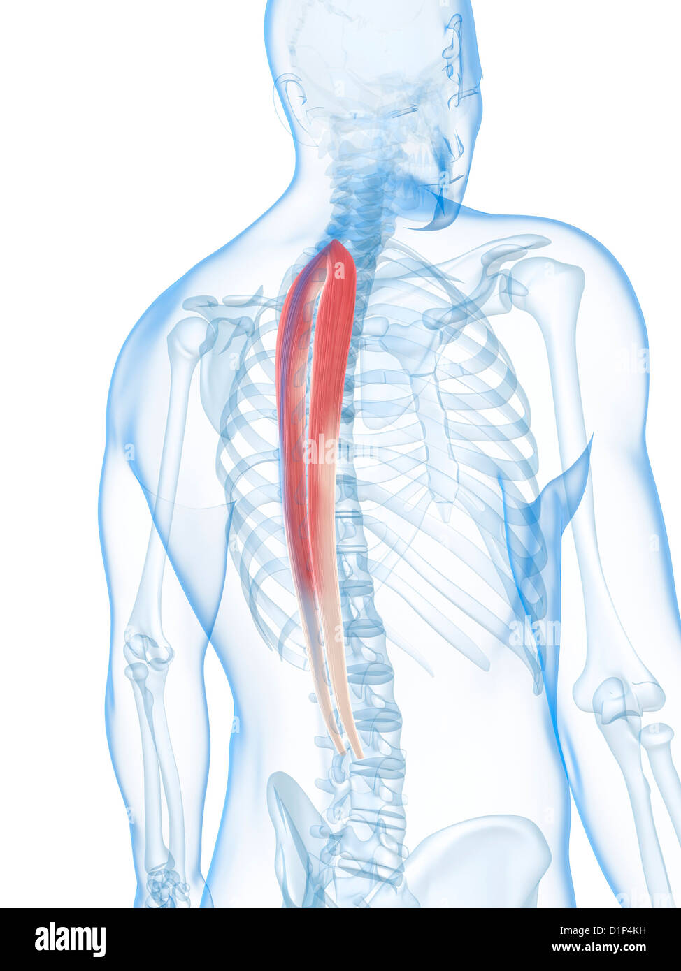 Back muscles, artwork Stock Photo - Alamy