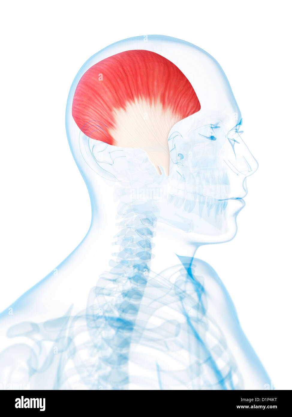 Jaw muscle, artwork Stock Photo - Alamy