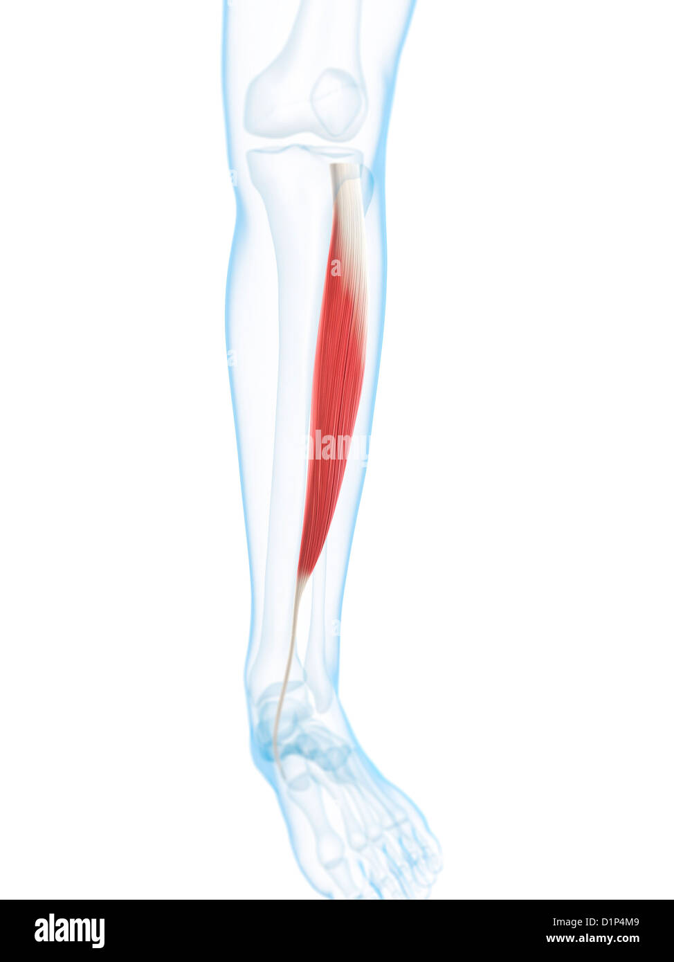 Lower Leg Anatomy High Resolution Stock Photography and Images - Alamy