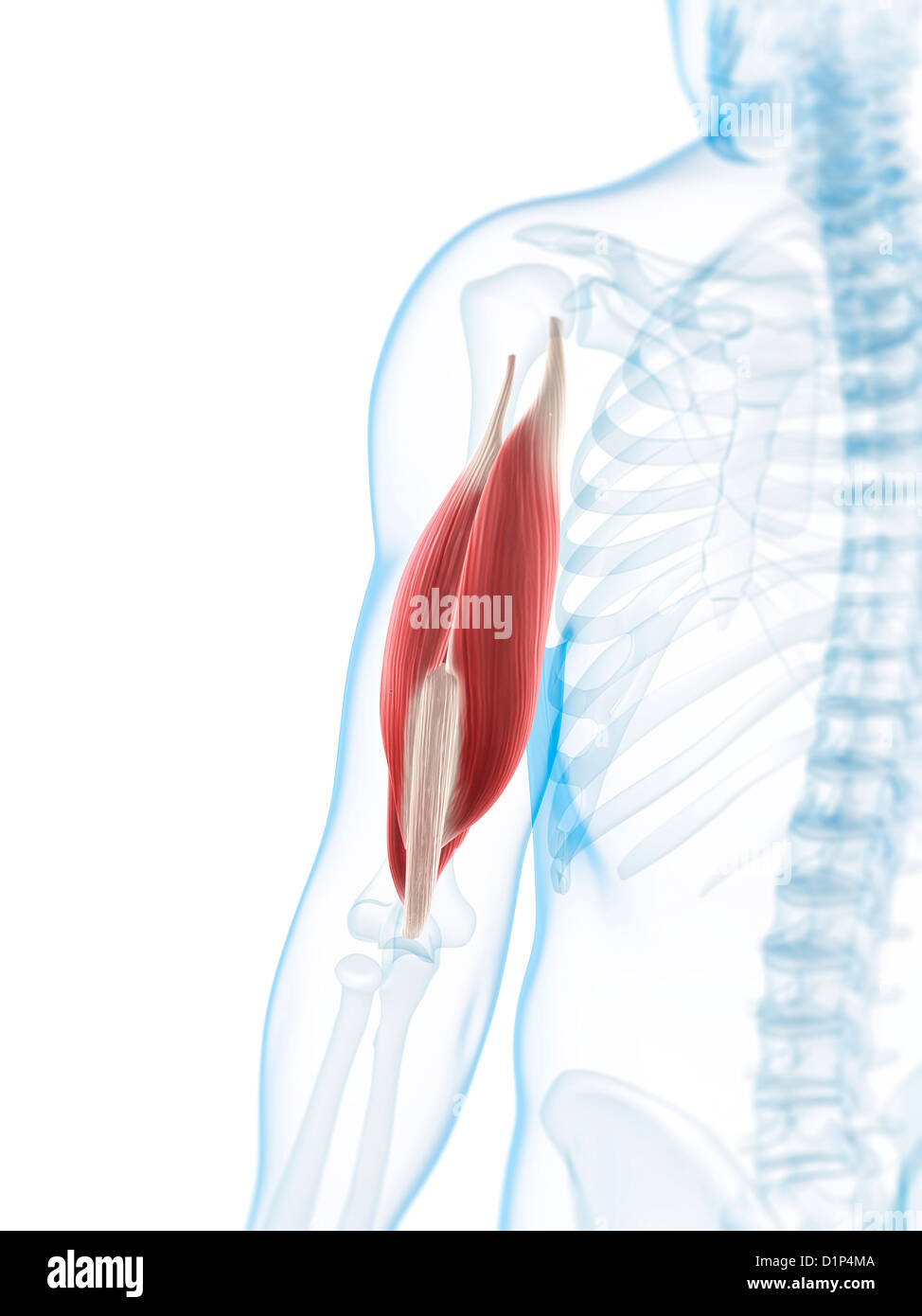 Arm muscle, artwork Stock Photo - Alamy