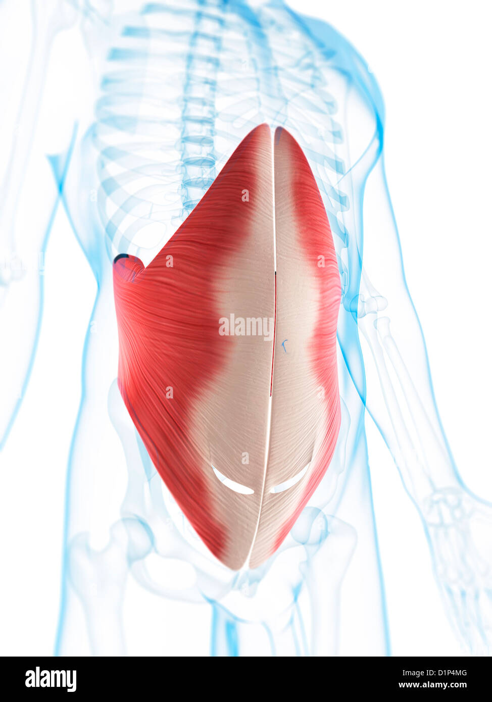 Abdominal muscles, artwork Stock Photo - Alamy