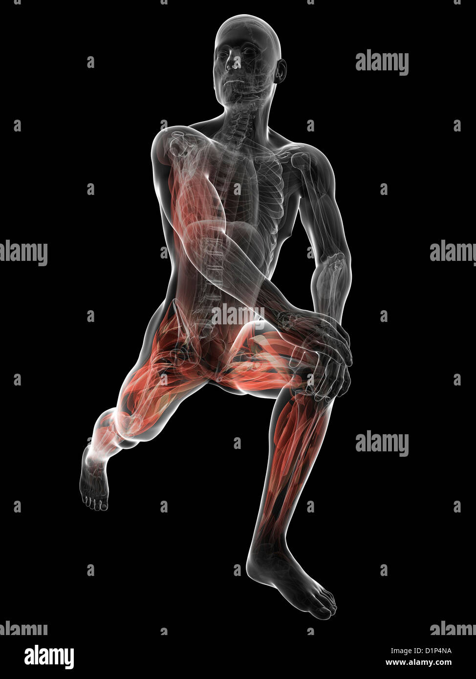 Human muscle moving anatomy hi-res stock photography and images - Alamy