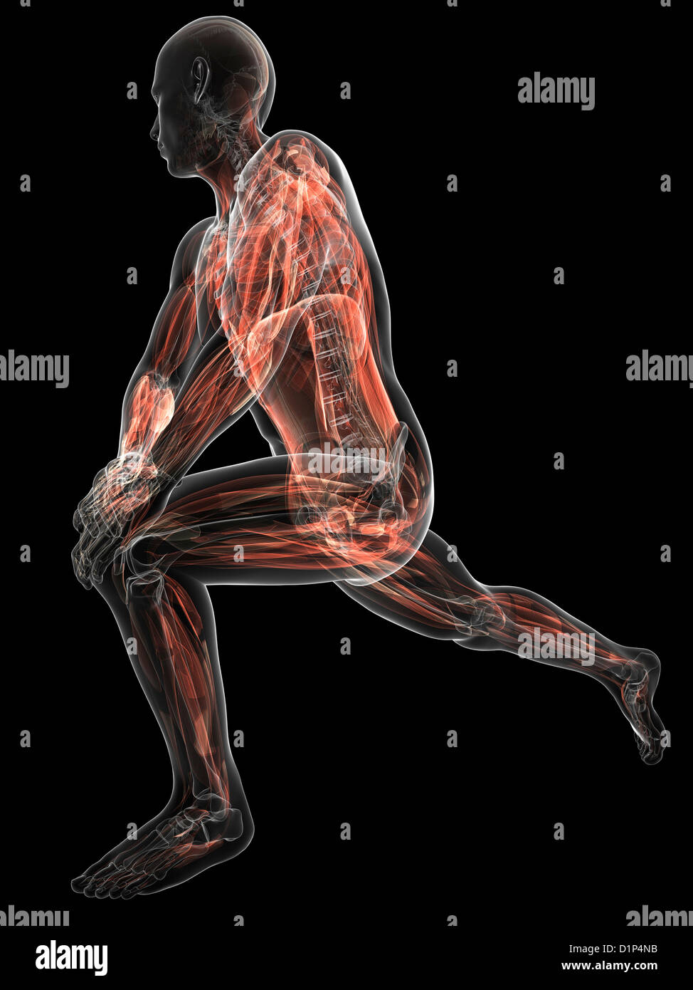 Human muscle moving anatomy hi-res stock photography and images - Alamy