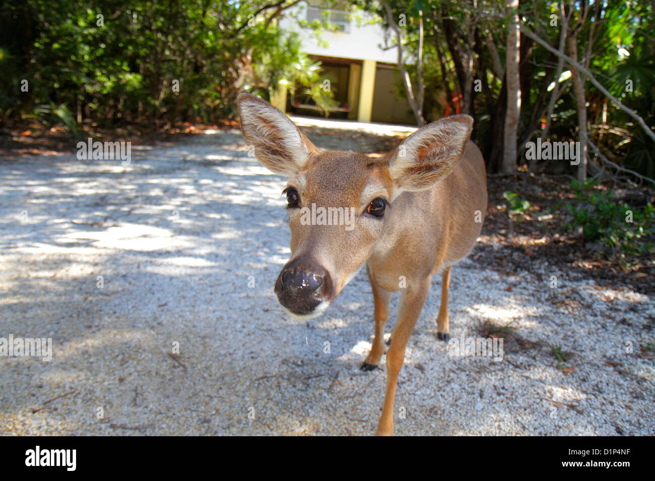 Florida Florida Keys,No Name Key,key deer,endangered,female,curious ...