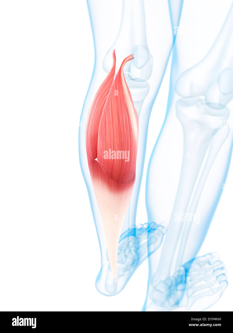 Lower leg hi-res stock photography and images - Alamy