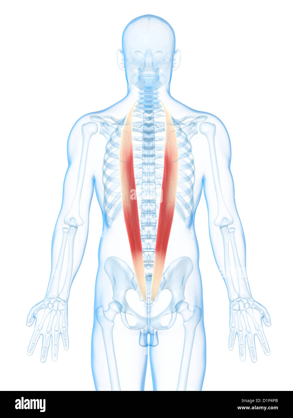 Back muscles, artwork Stock Photo - Alamy