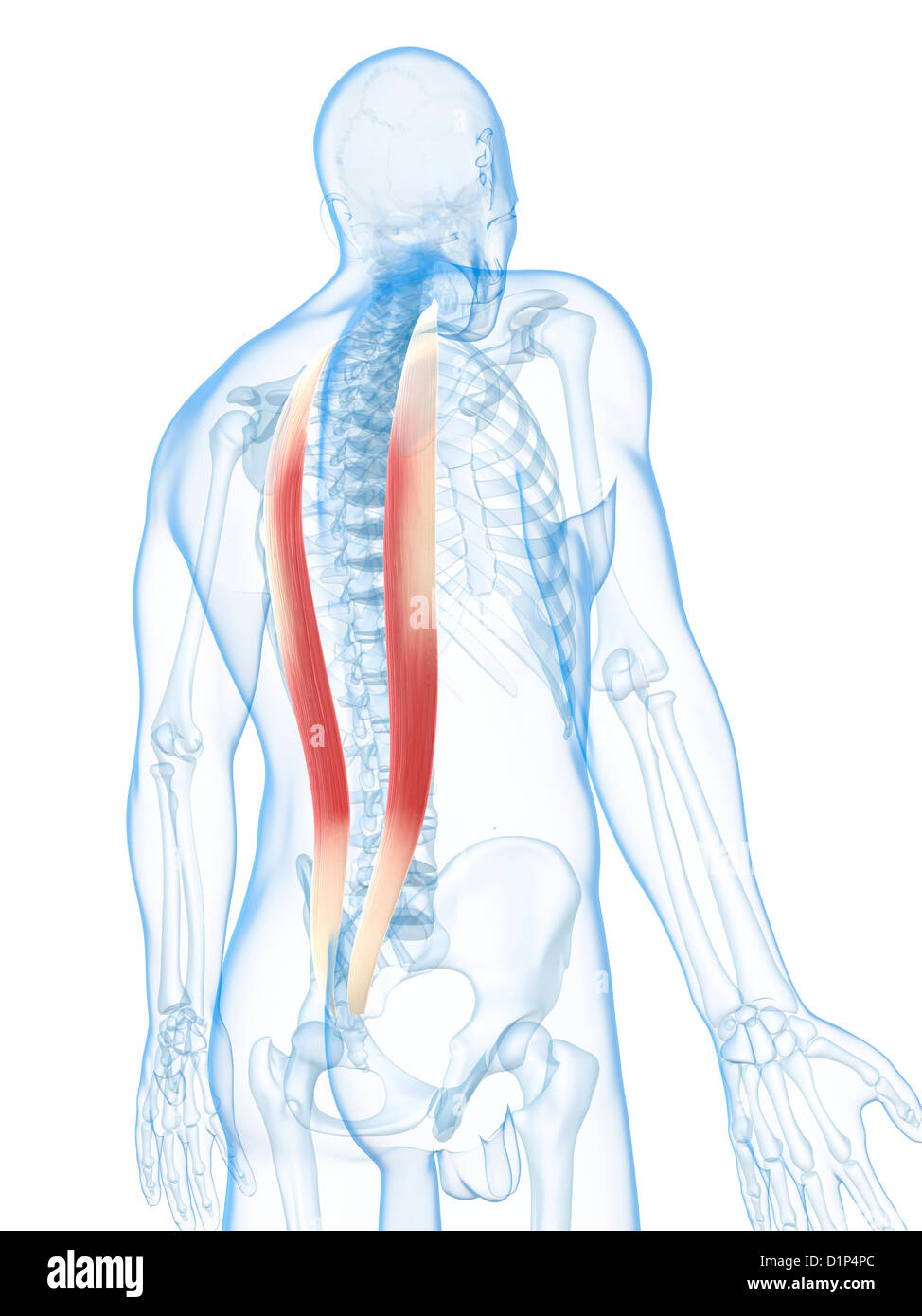 Back muscles, artwork Stock Photo - Alamy