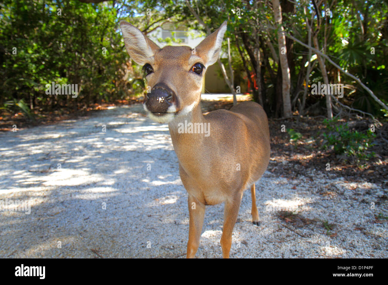 Florida Florida Keys,No Name Key,key deer,endangered,female,curious ...