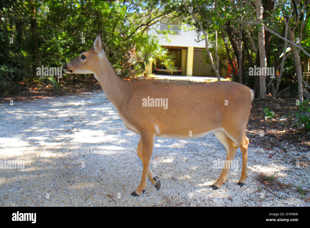 Florida Florida Keys,No Name Key,key deer,endangered,female,house ...