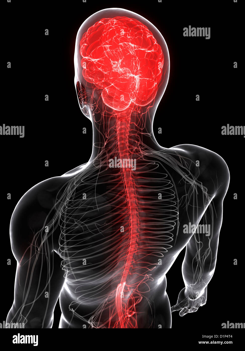 Central Nervous System Head Stock Photos & Central Nervous System Head ...