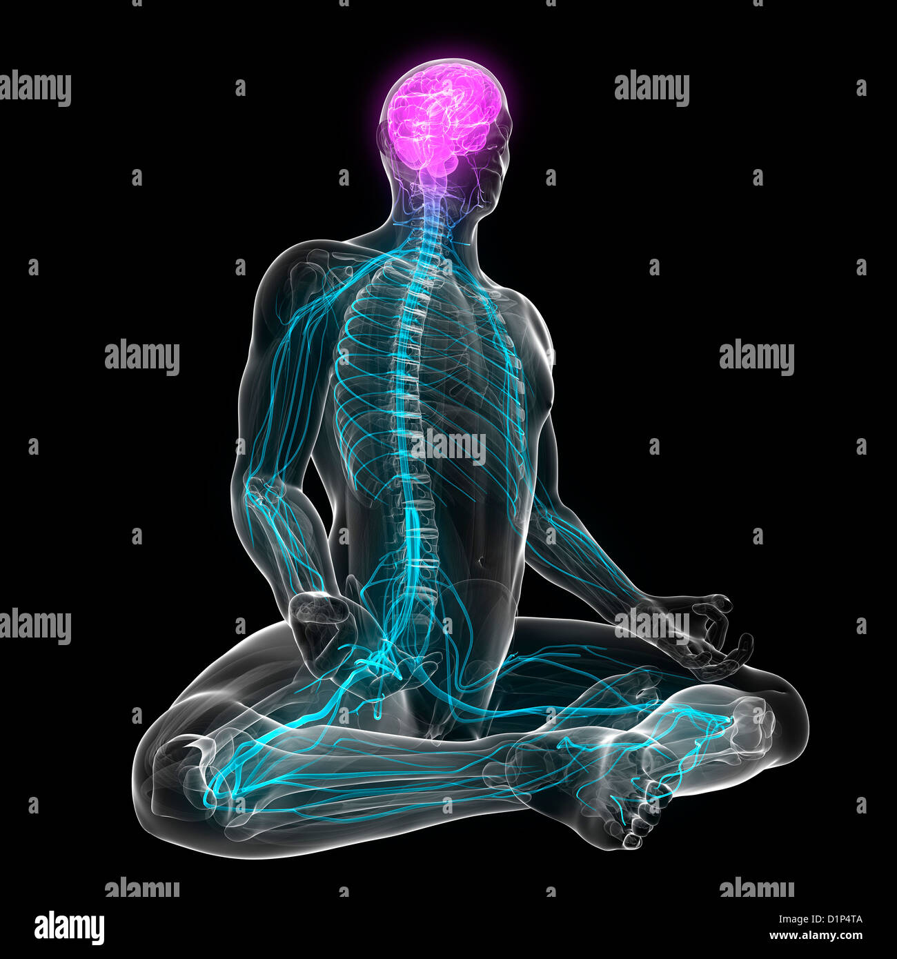 Nervous system hi-res stock photography and images - Alamy