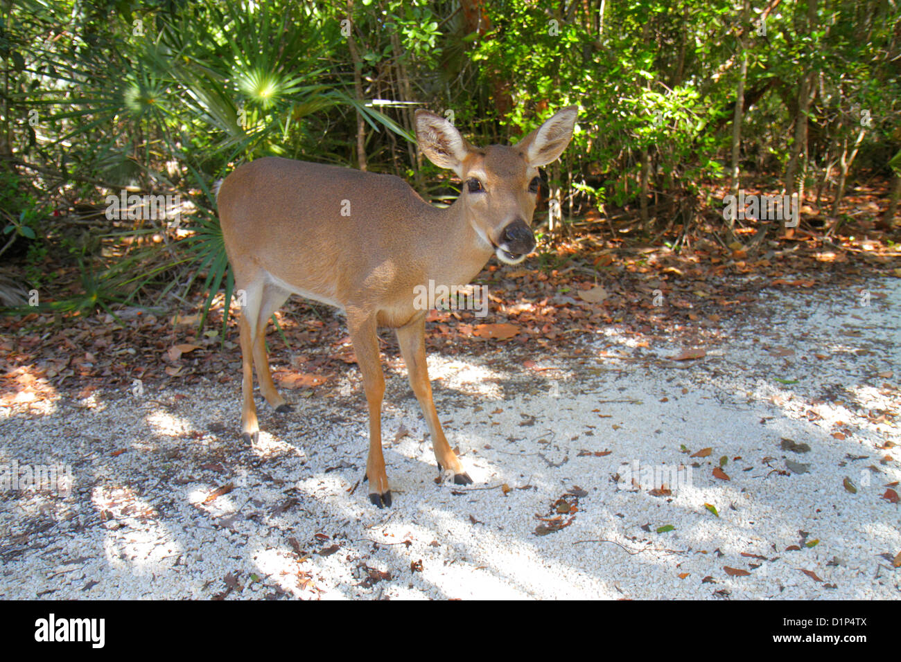 Florida Florida Keys,No Name Key,key deer,endangered,female,curious,by ...