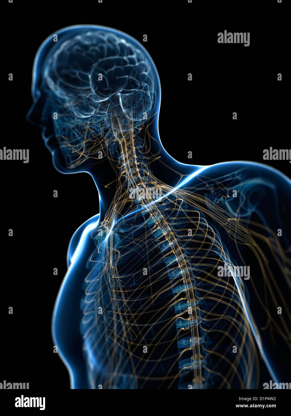 Nervous system, artwork Stock Photo - Alamy