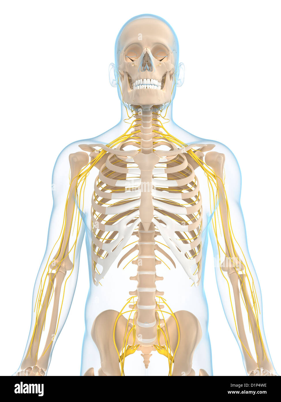 Nervous system, artwork Stock Photo - Alamy