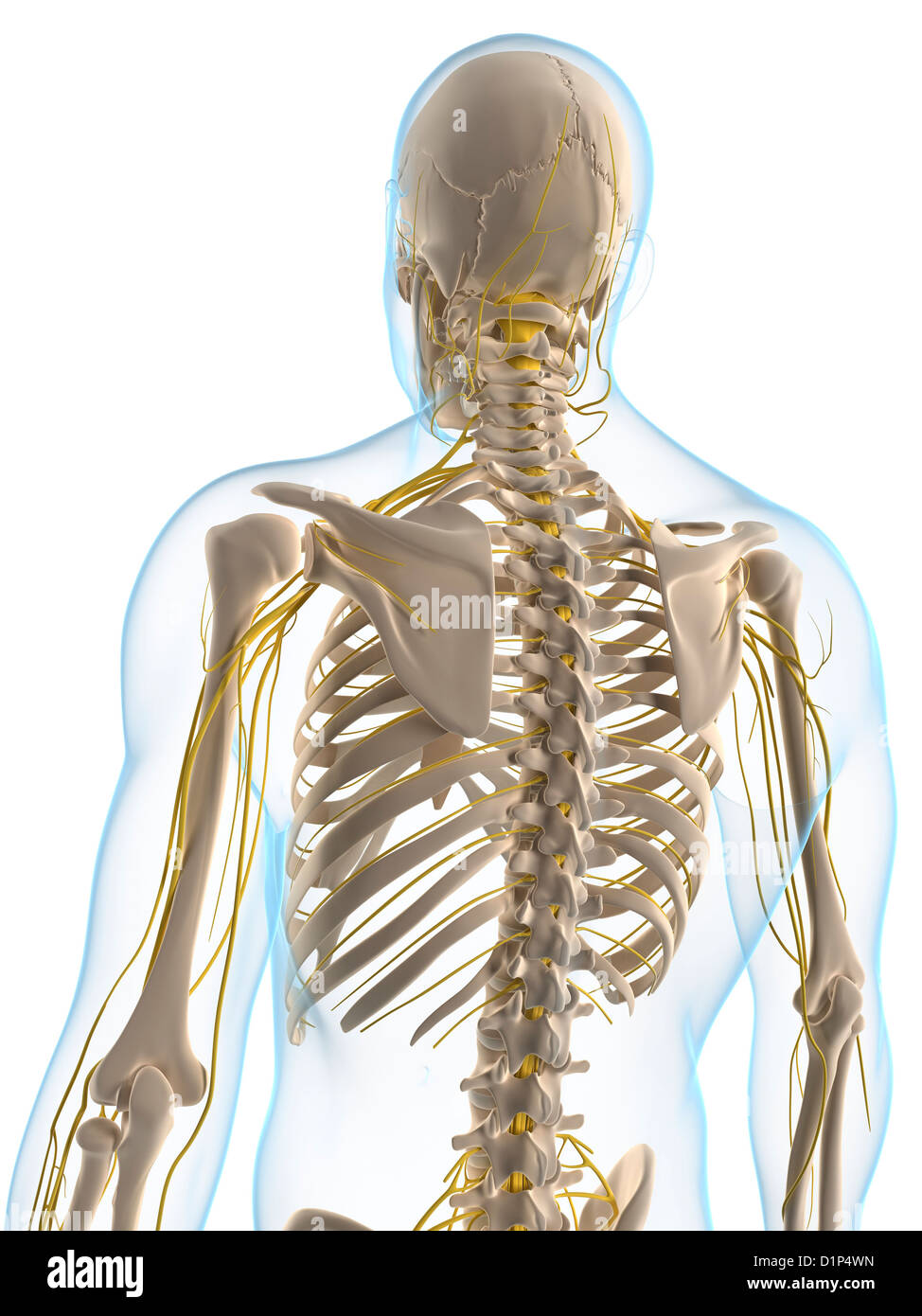 Nervous system, artwork Stock Photo - Alamy