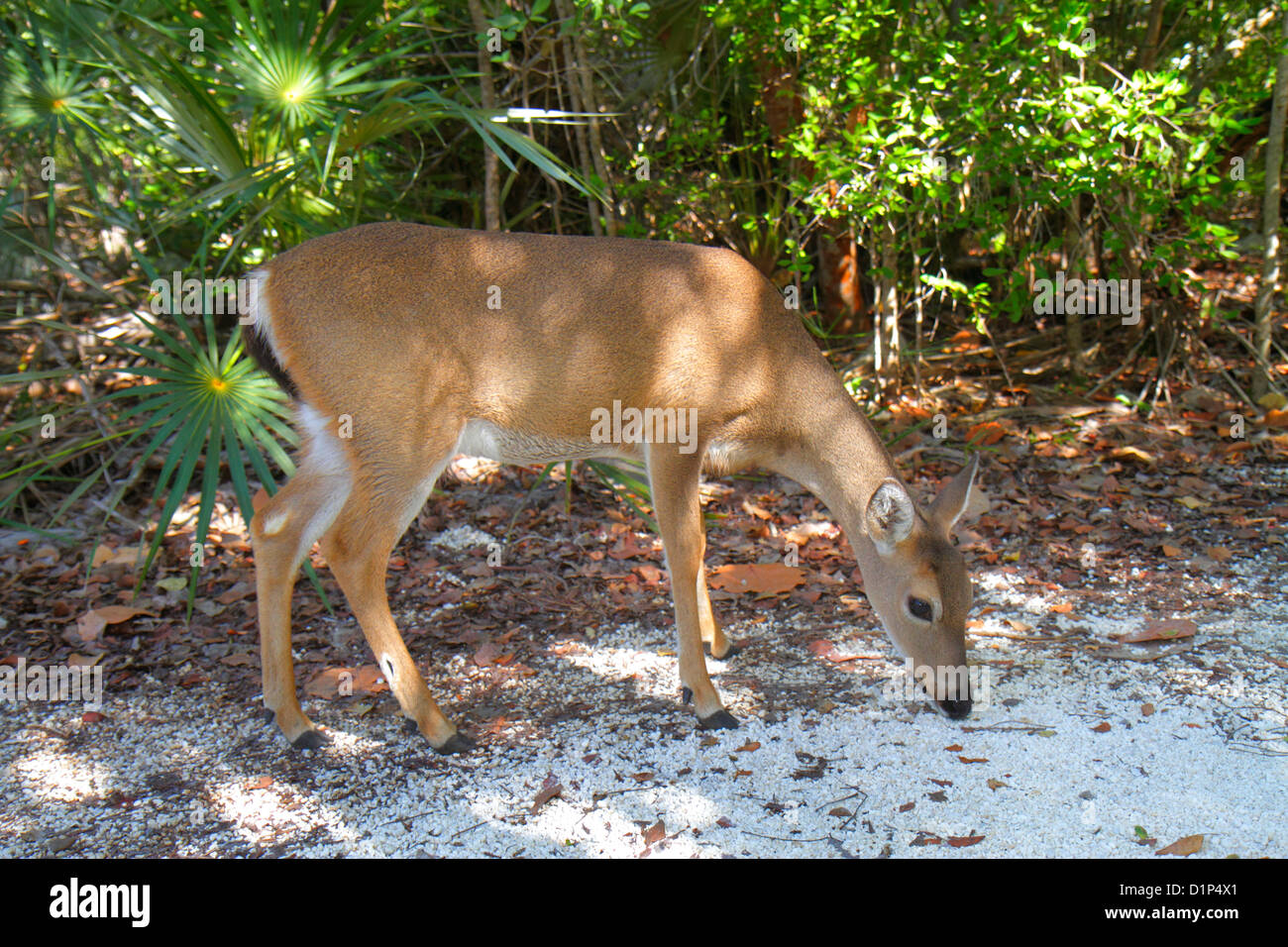 Florida Florida Keys,No Name Key,key deer,endangered,female,by side of ...