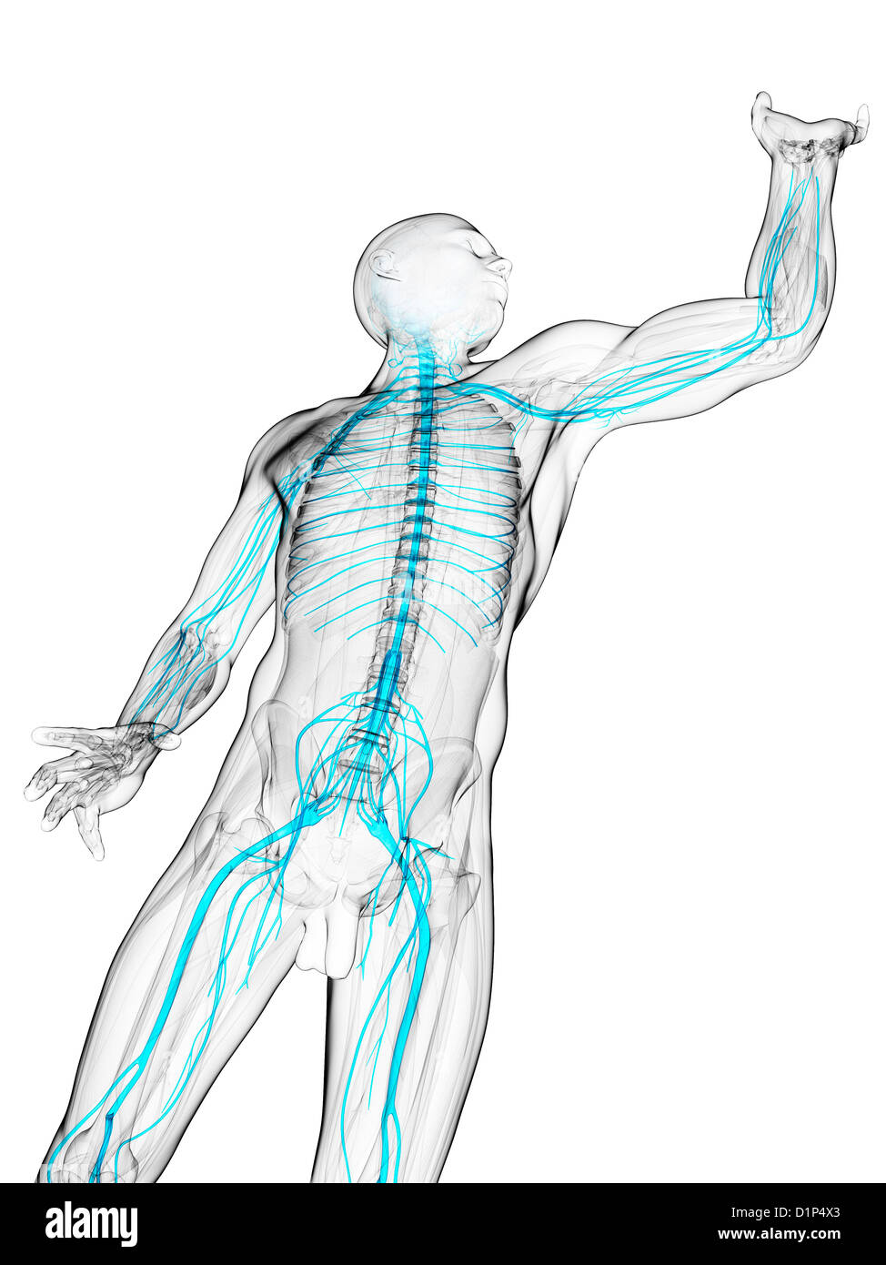 Nervous system, artwork Stock Photo - Alamy