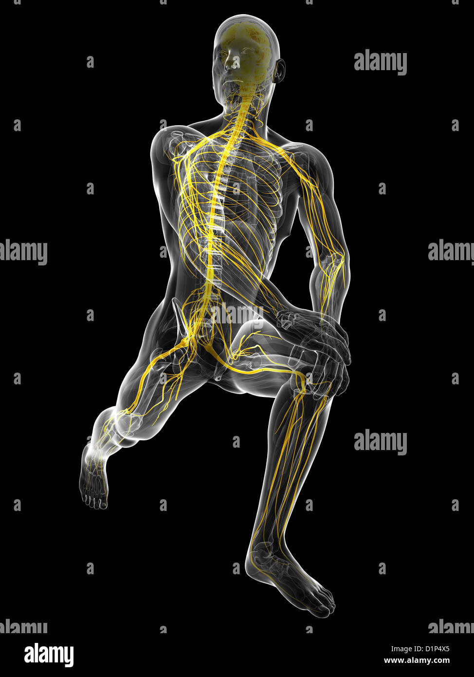 Nervous system, artwork Stock Photo - Alamy