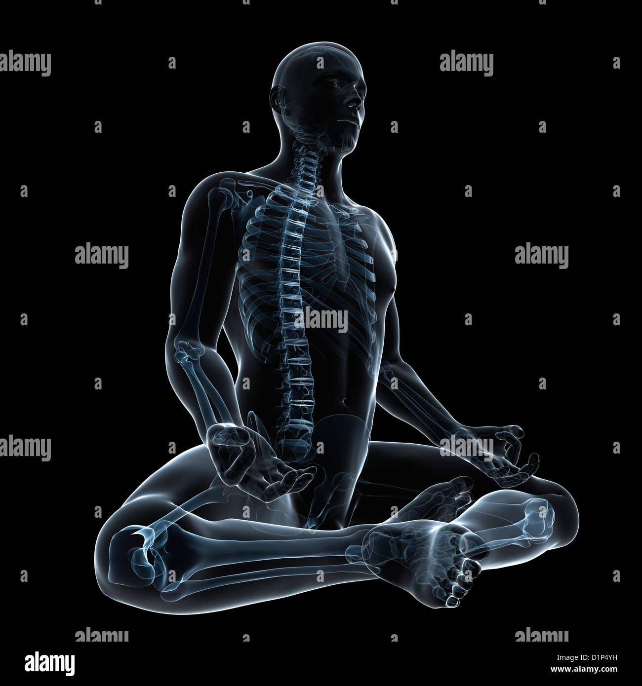 Male anatomy position hi-res stock photography and images - Alamy