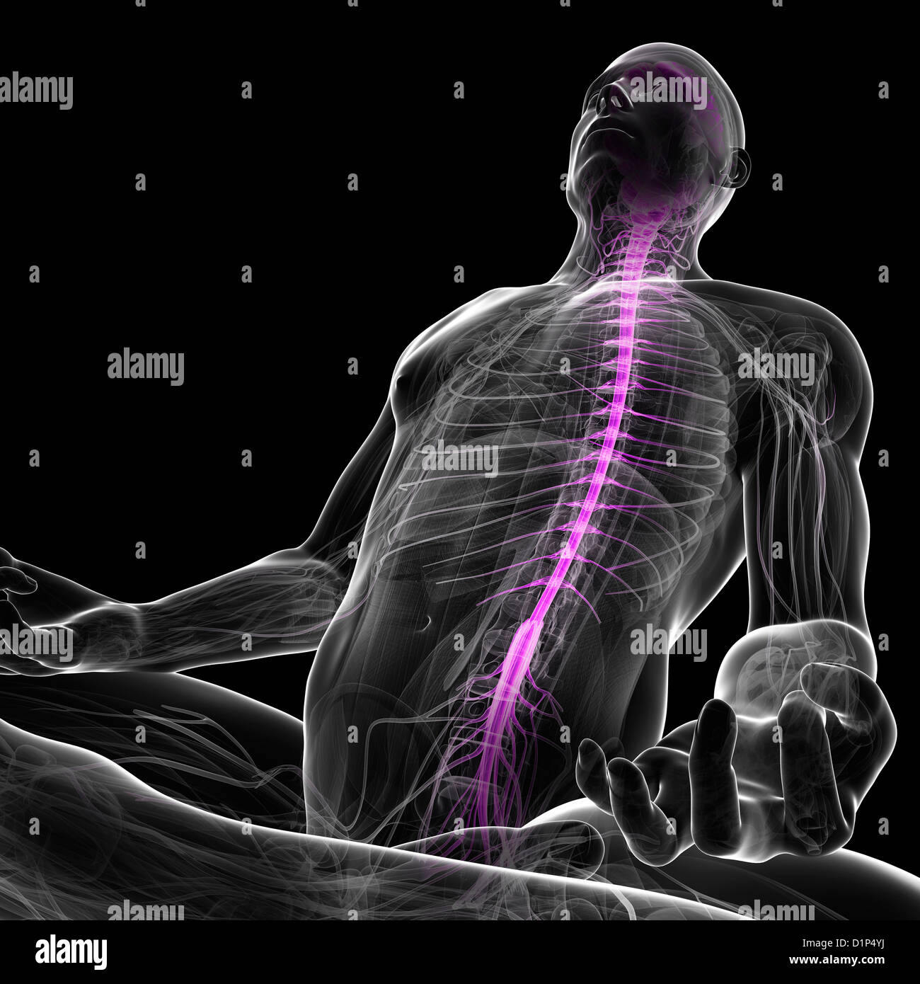 Male anatomy artwork hi-res stock photography and images - Alamy