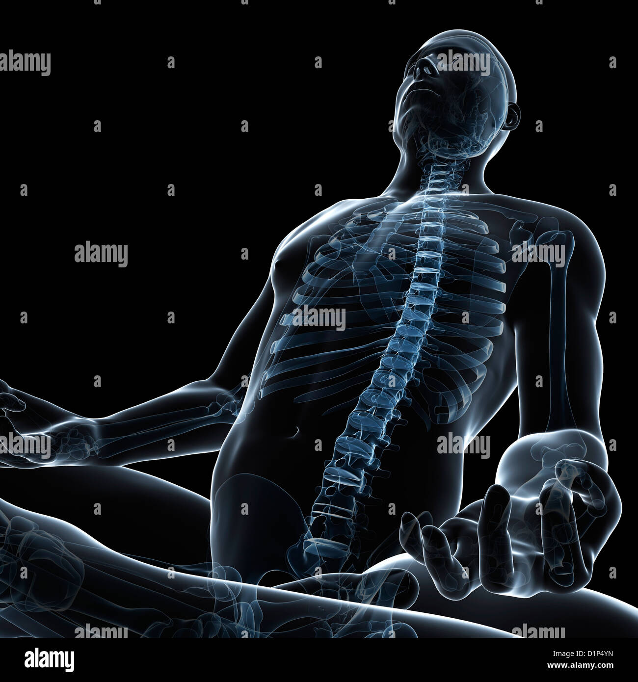 Anatomy male hi-res stock photography and images - Alamy