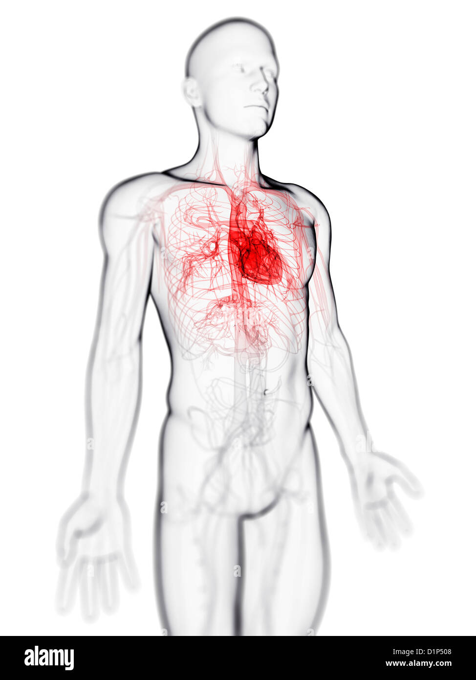 Cardiovascular system, artwork Stock Photo - Alamy