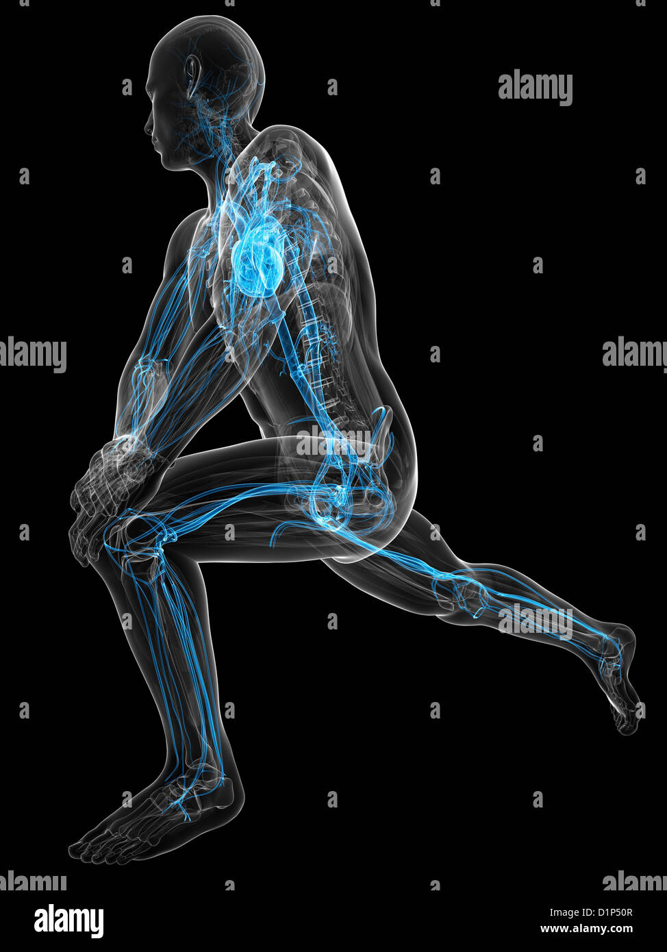 Cardiovascular system, artwork Stock Photo - Alamy