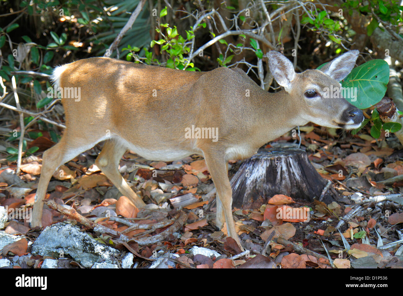 Florida Florida Keys,No Name Key,key deer,endangered,female,by side of ...