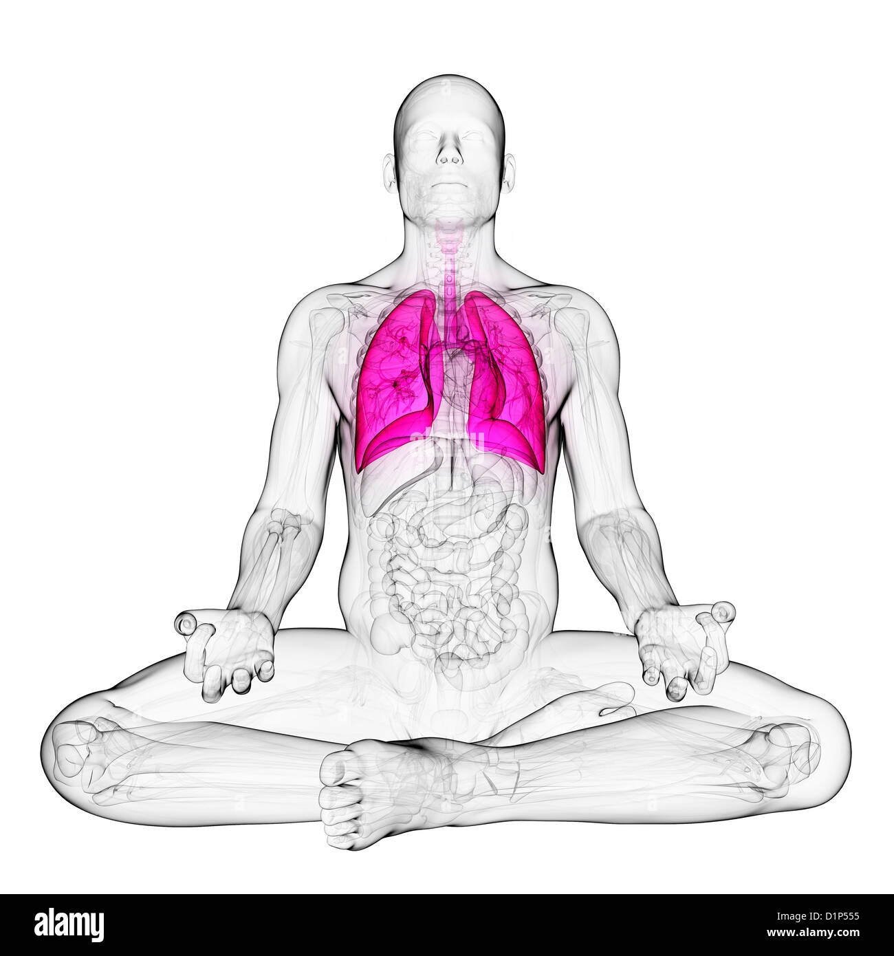 Healthy lungs, artwork Stock Photo - Alamy