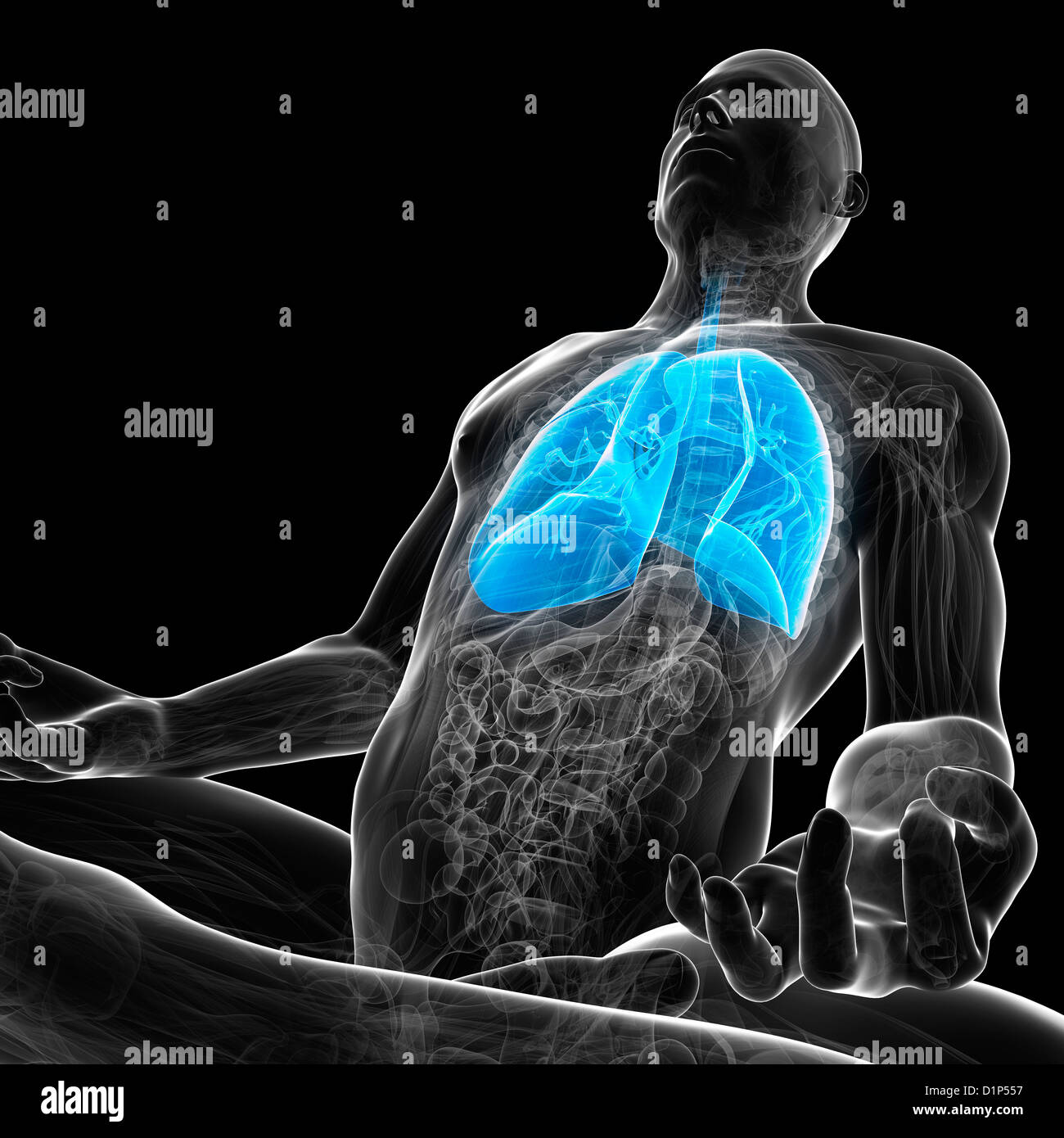 Healthy lungs, artwork Stock Photo - Alamy