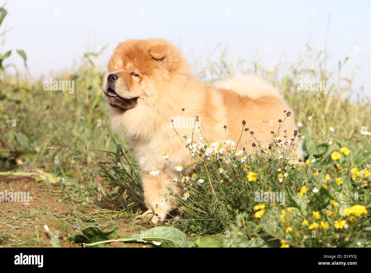 dog chow chow chow-chow puppy red cream standing in a field Stock Photo ...