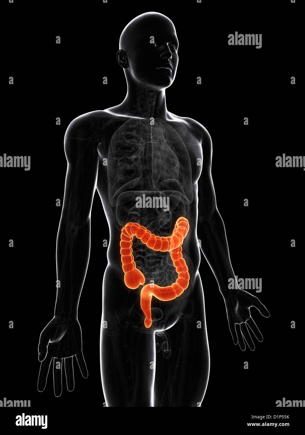 Healthy large intestine hi-res stock photography and images - Alamy