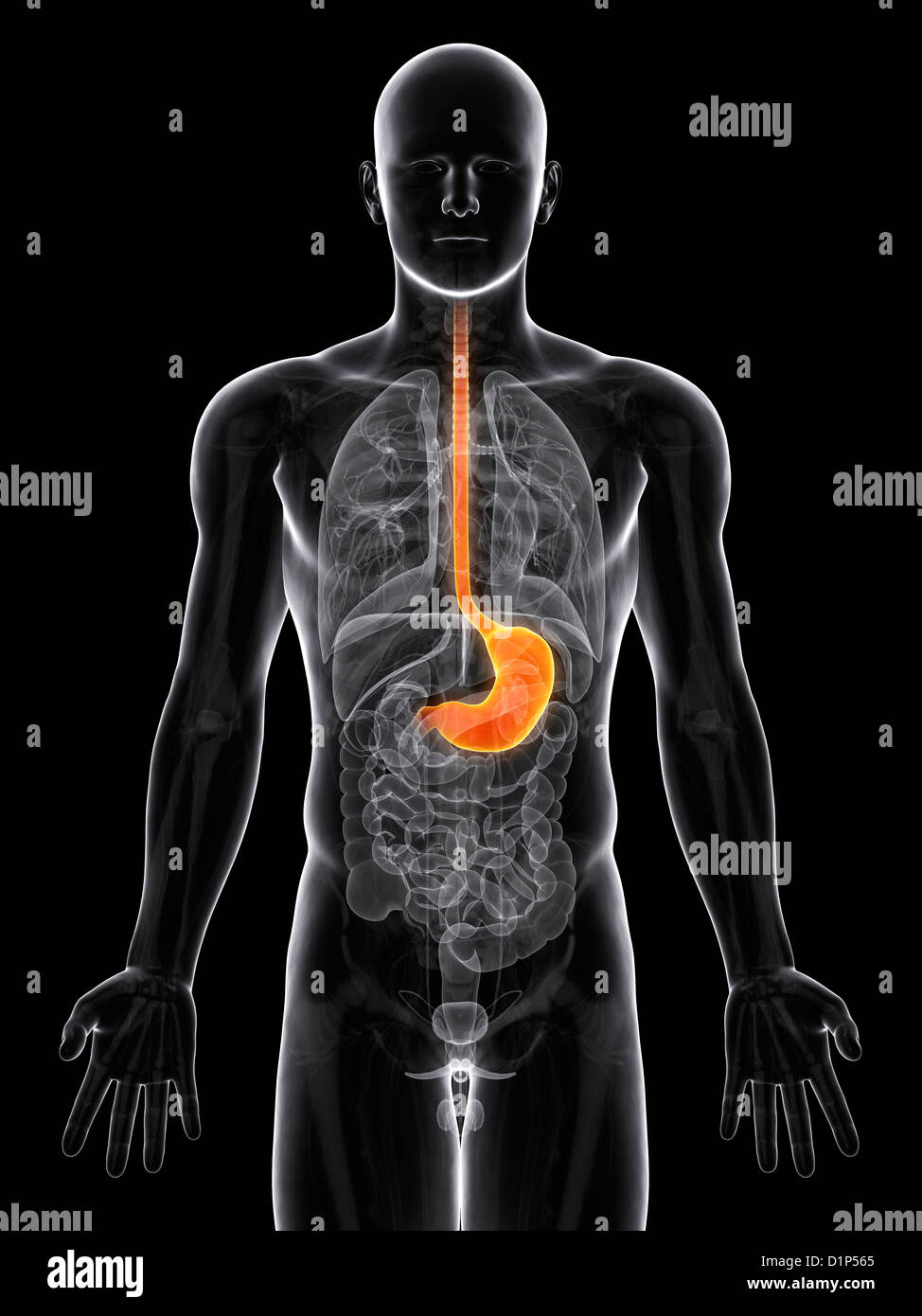 Human Stomach High Resolution Stock Photography and Images - Alamy